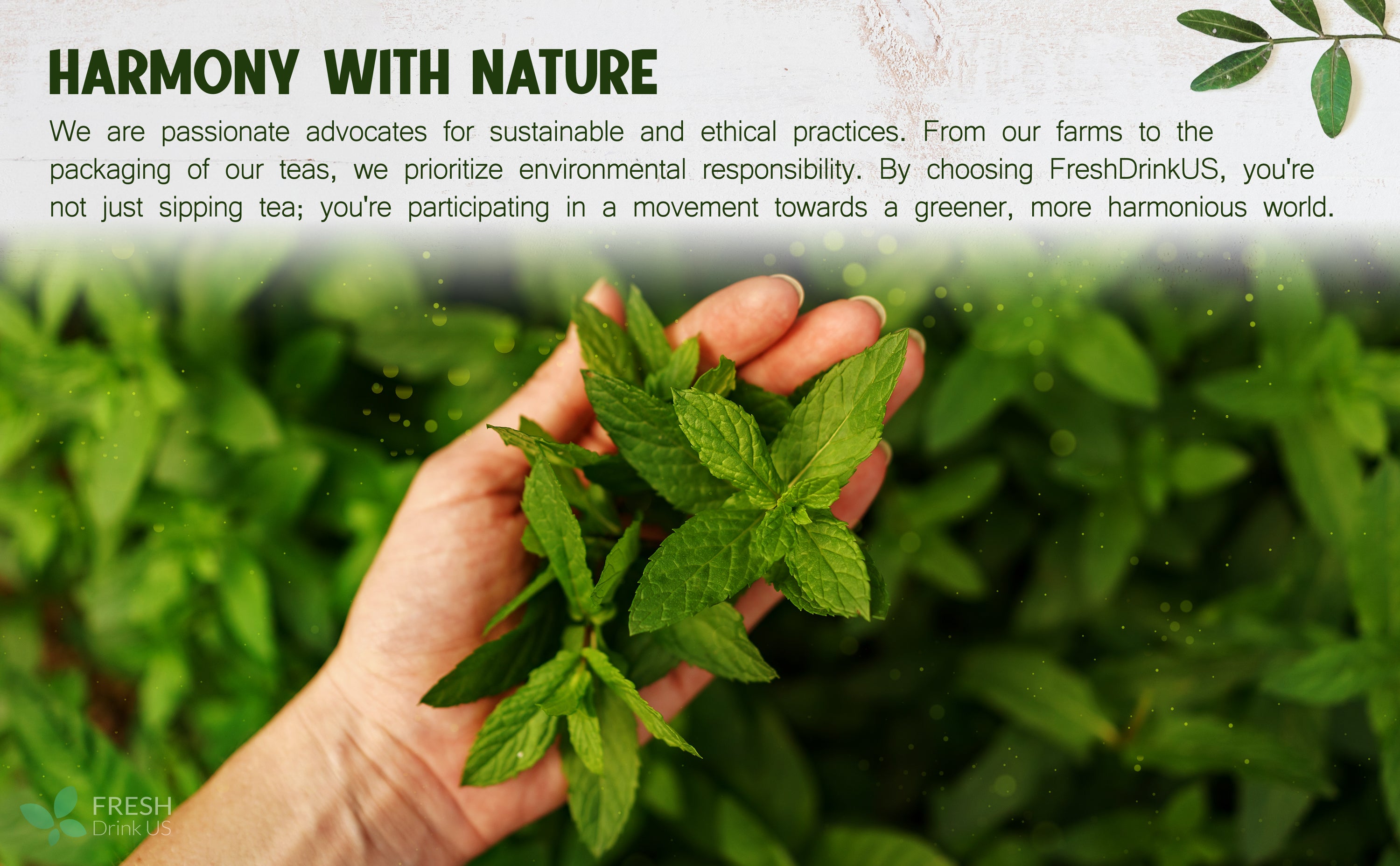 FreshDrinkUS - Natural and Premium Herbal Tea