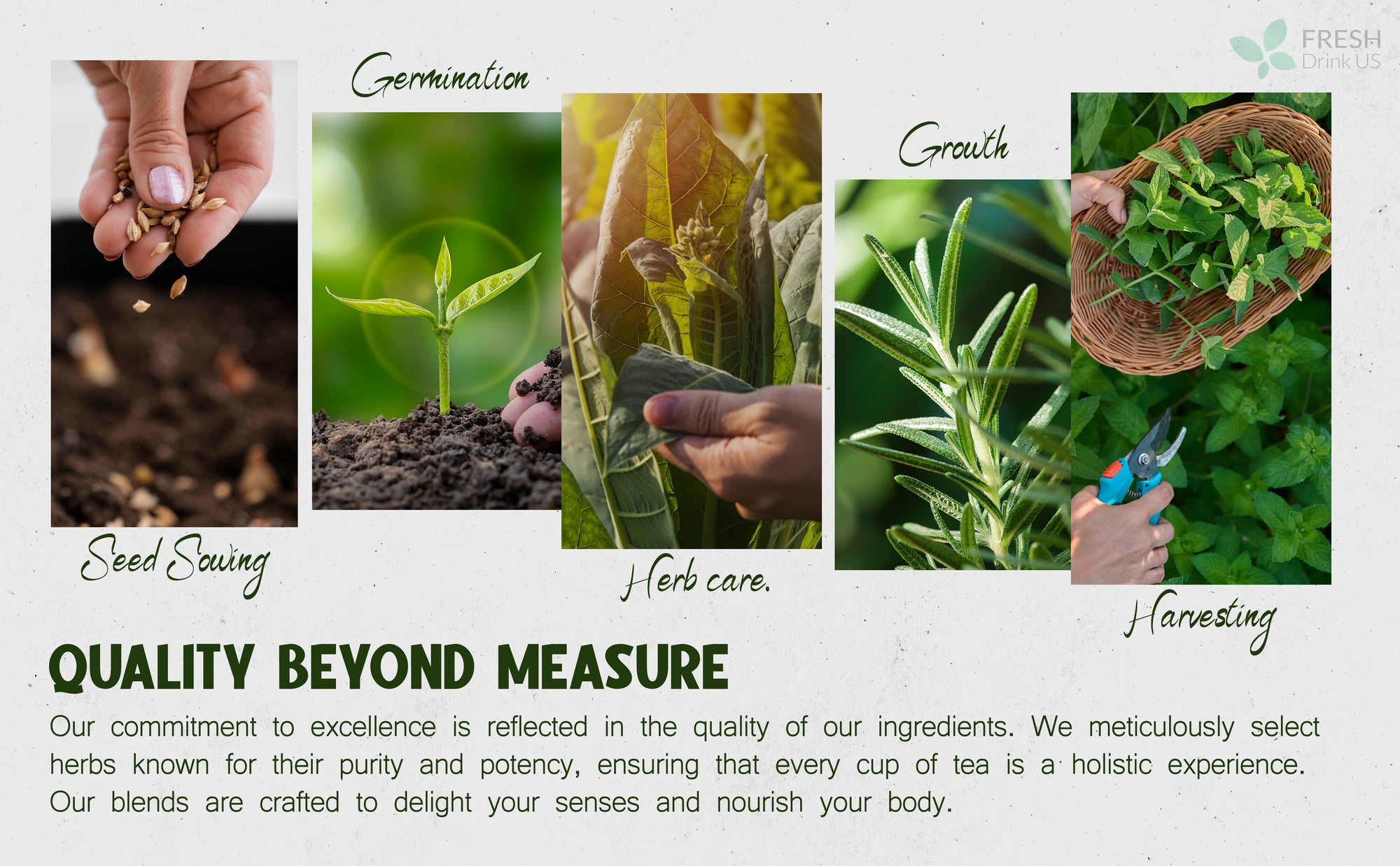 FreshDrinkUS - Natural and Premium Herbal Tea